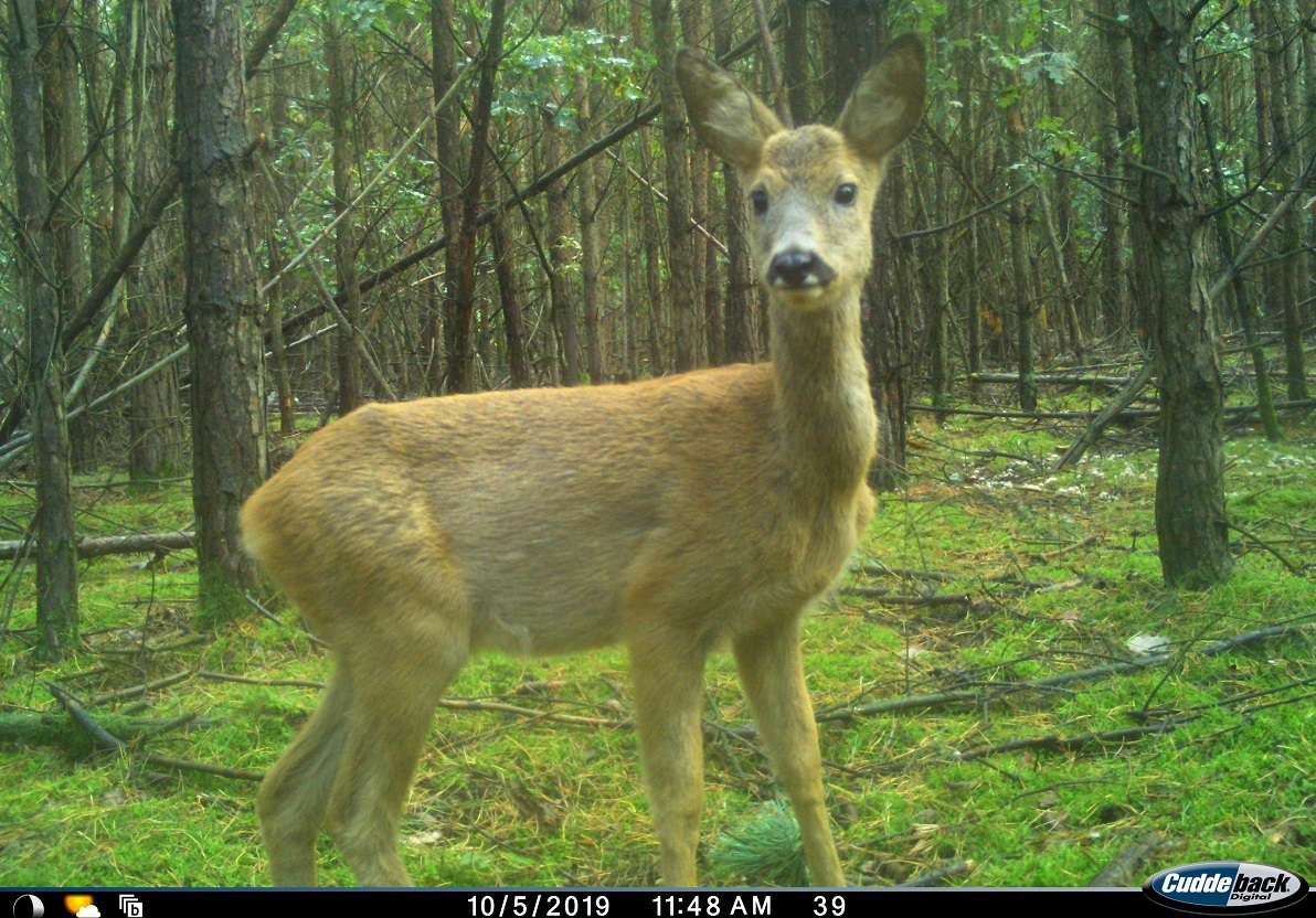 Bundesweite Erfassung läuft: Nationalparke zählen Hirsche, Rehe ...