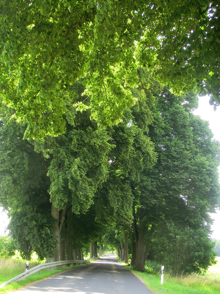 Ausstellung, Lesung, Tee und mehr: Zum Tag der Allee die Wustrower ...