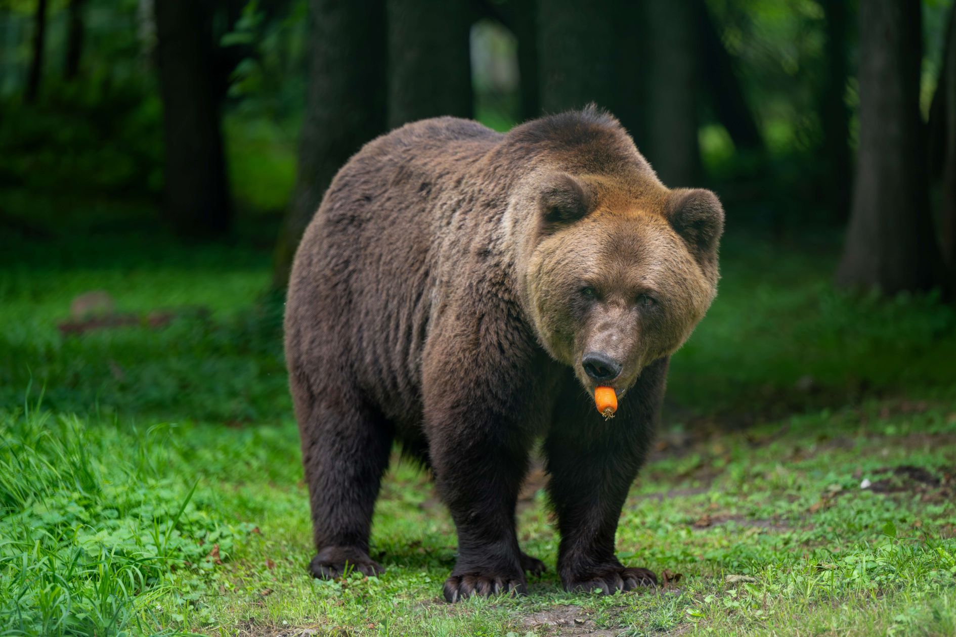 Besondere Begegnungen: Kinder haben am 1. Juni im BÄRENWALD Müritz ...